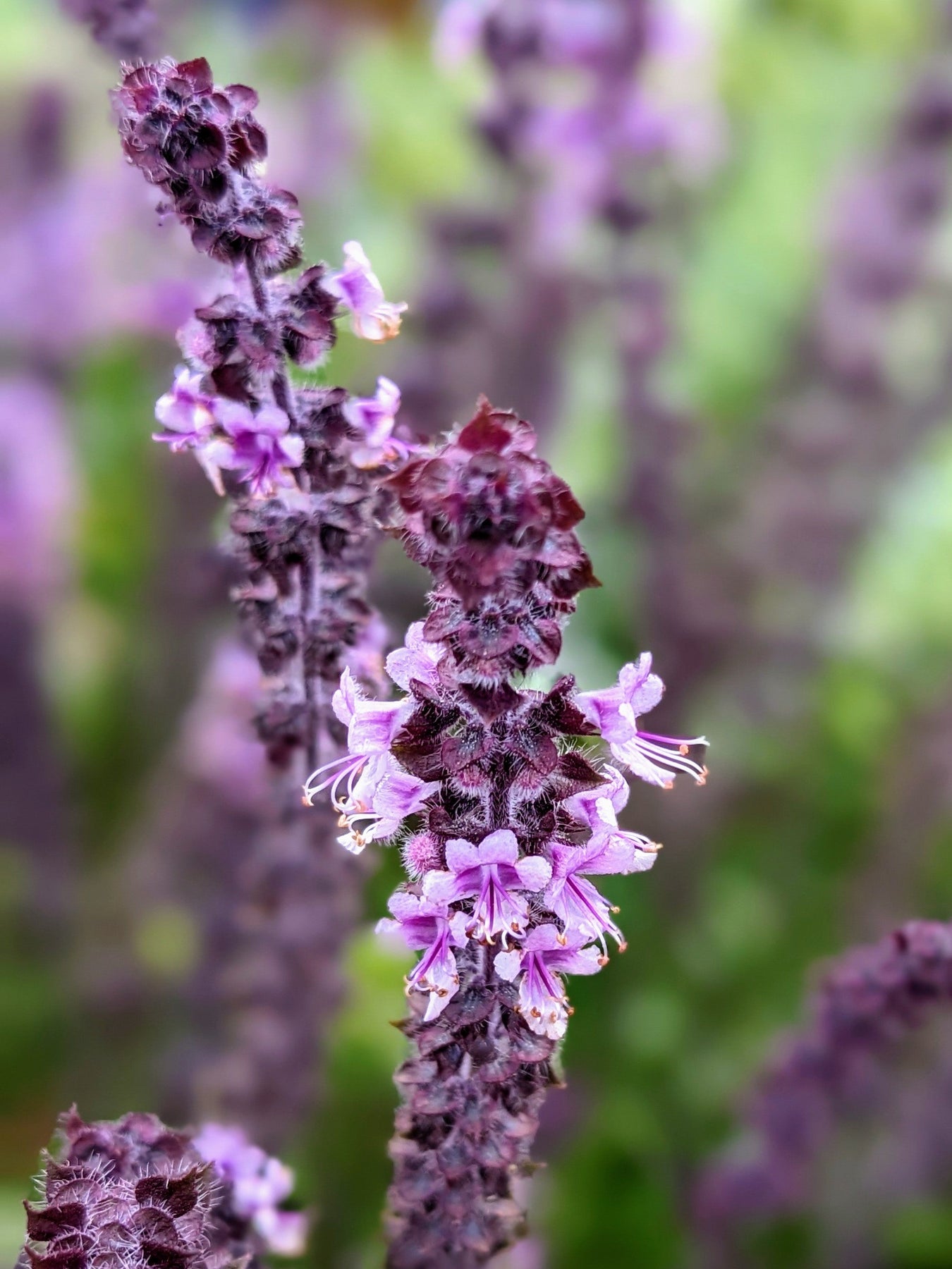 Organic African Blue Basil Plant - Mudbrick Herb Cottage