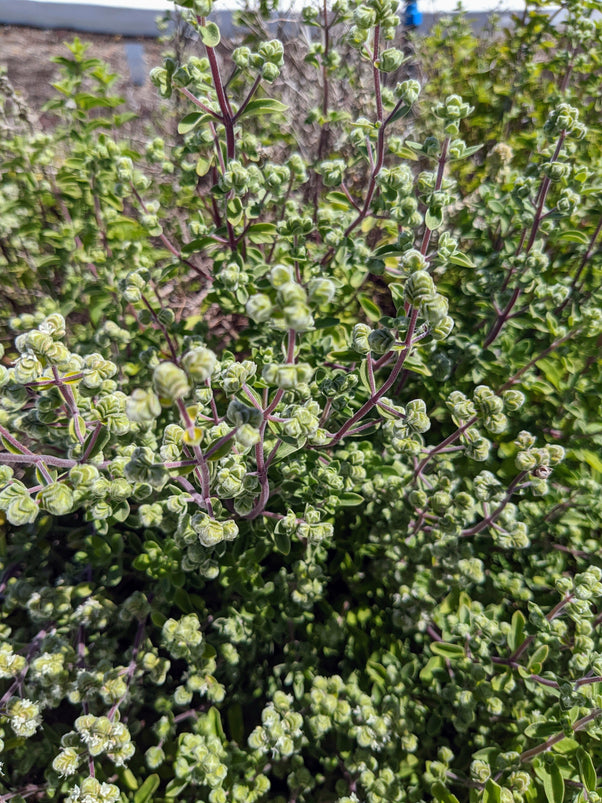 Organic Sweet Marjoram | Origanum marjorana Plant - Mudbrick Herb Cottage