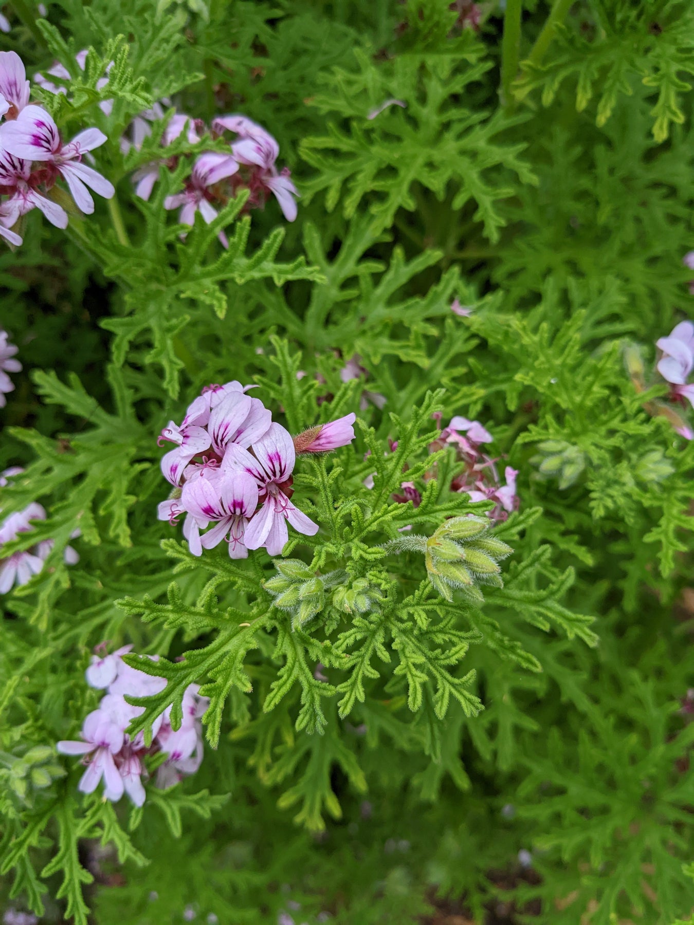 Organic Scented Geranium Candy Dancer Plant - Mudbrick Herb Cottage