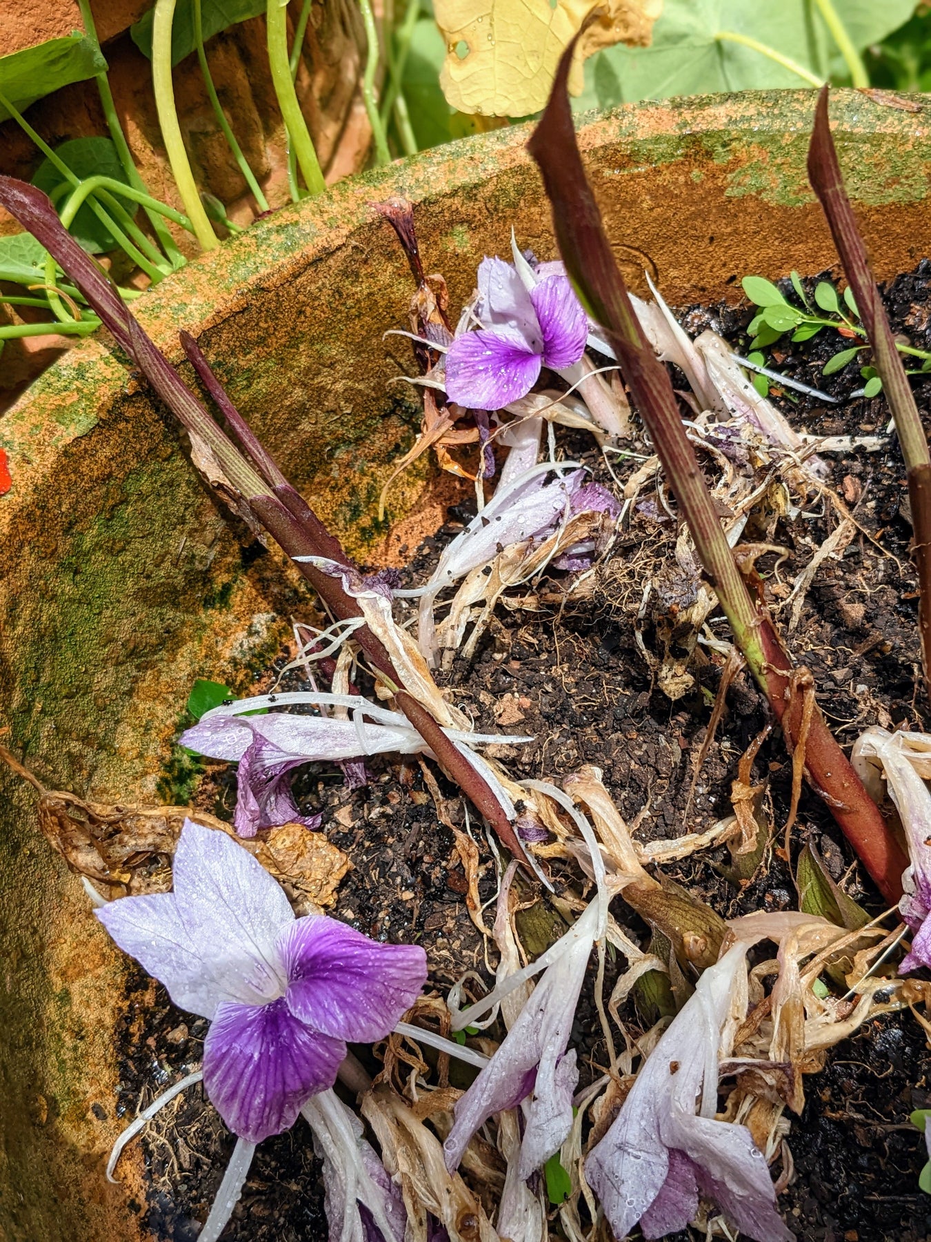 Organic Kaempferia rotunda Plant – Mudbrick Herb Cottage