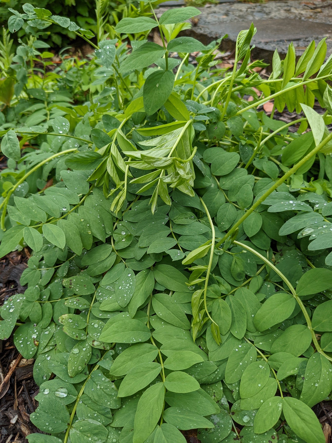 Organic Goats Rue | Galega officinalis Plant - Mudbrick Herb Cottage