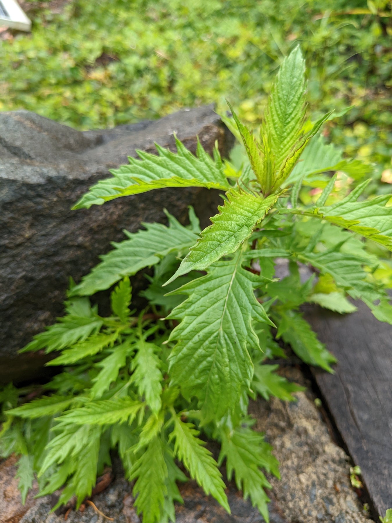 Organic Gypsywort | Lycopus Europaeus Plant - Mudbrick Herb Cottage