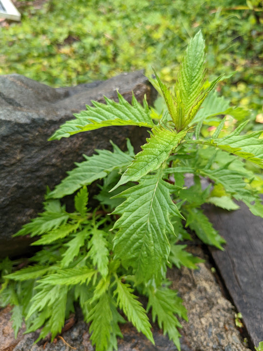 Organic Gypsywort | Lycopus Europaeus Plant - Mudbrick Herb Cottage