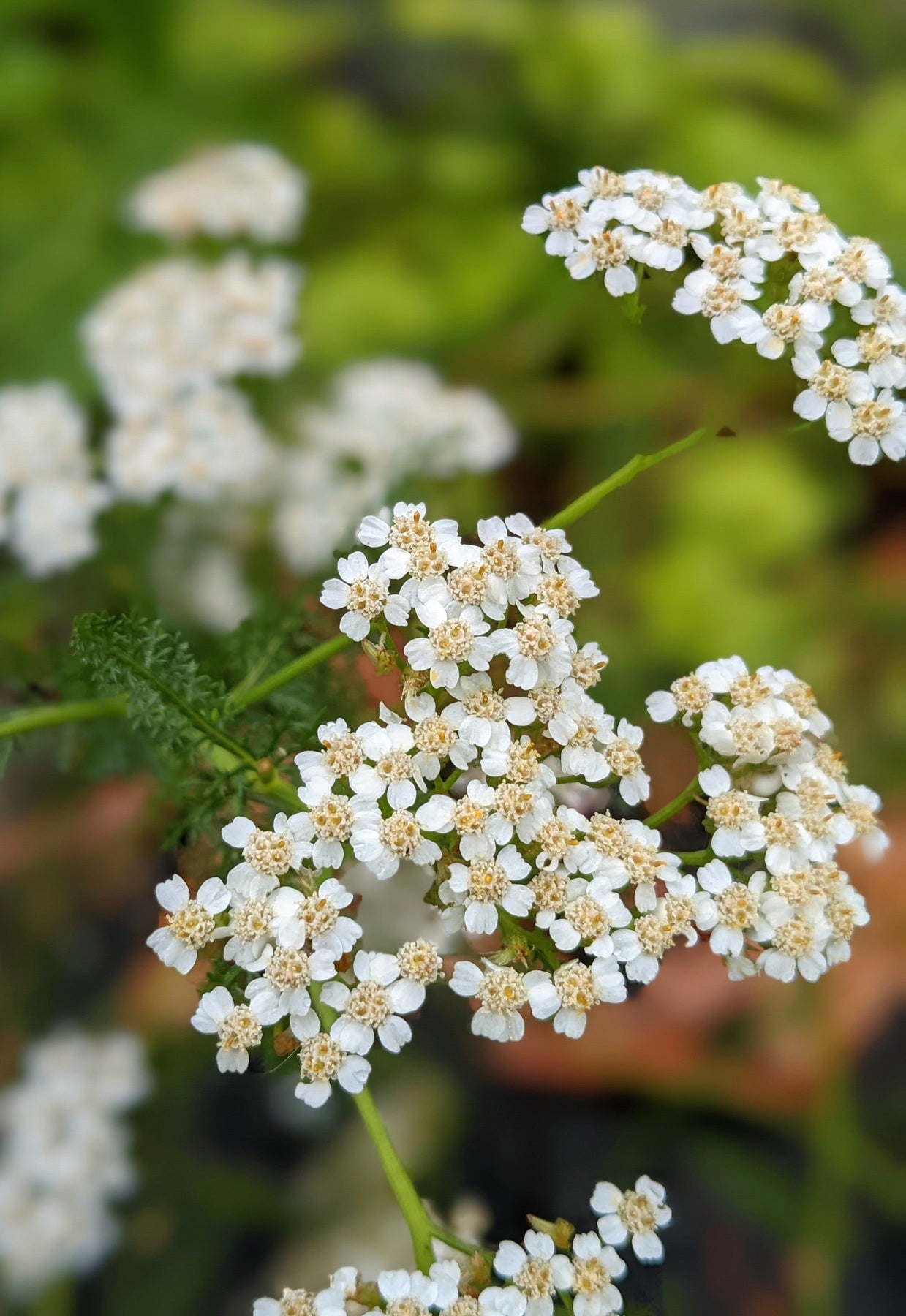 Organic Yarrow White | Achillea Millefolium Plant - Mudbrick Herb Cottage
