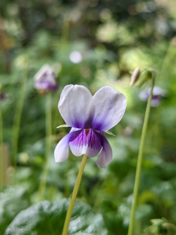 Organic Native Violet Plant - Mudbrick Herb Cottage