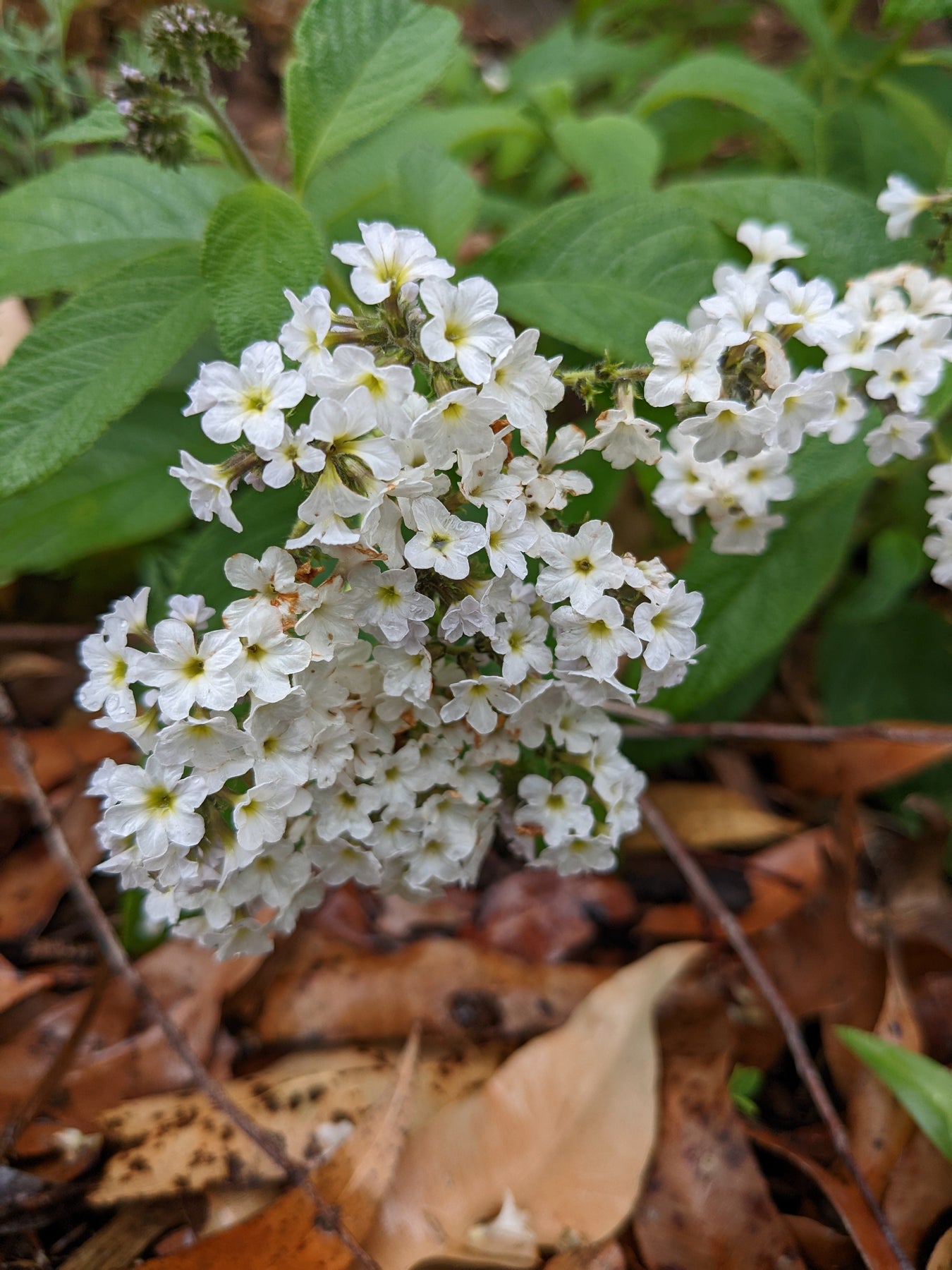 Organic Heliotrope arborescens 'White' Plant – Mudbrick Herb Cottage