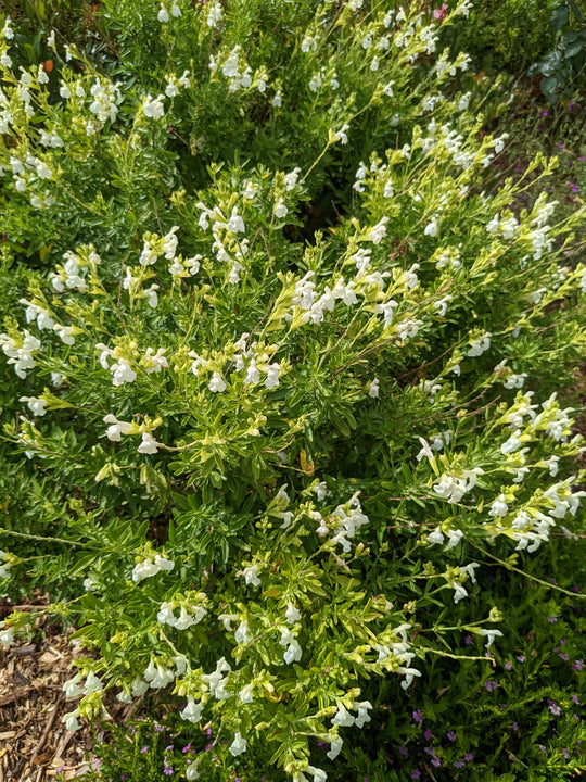 Organic Salvia greggii 'Alba' Plant – Mudbrick Herb Cottage