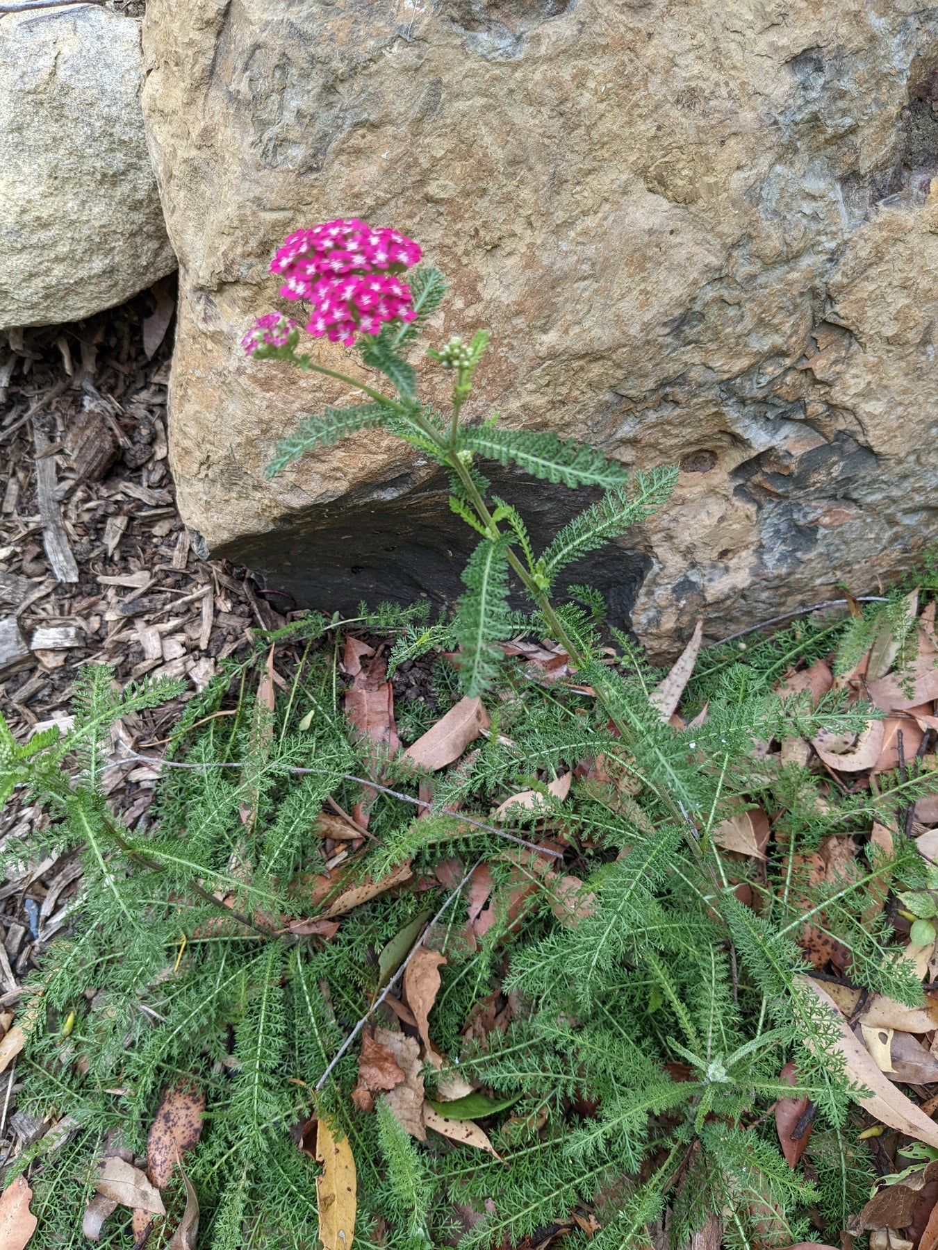 Organic Red Yarrow | Achillea millefolium Plant - Mudbrick Herb Cottage
