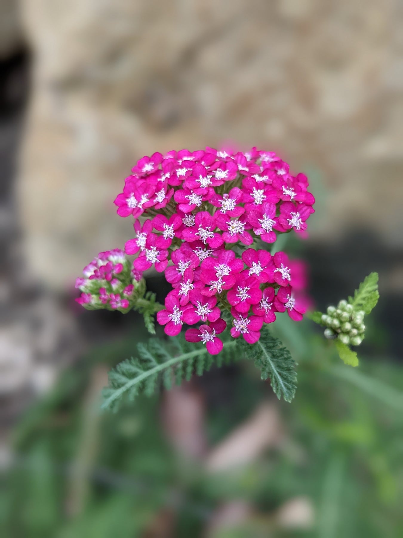 Organic Red Yarrow | Achillea millefolium Plant - Mudbrick Herb Cottage