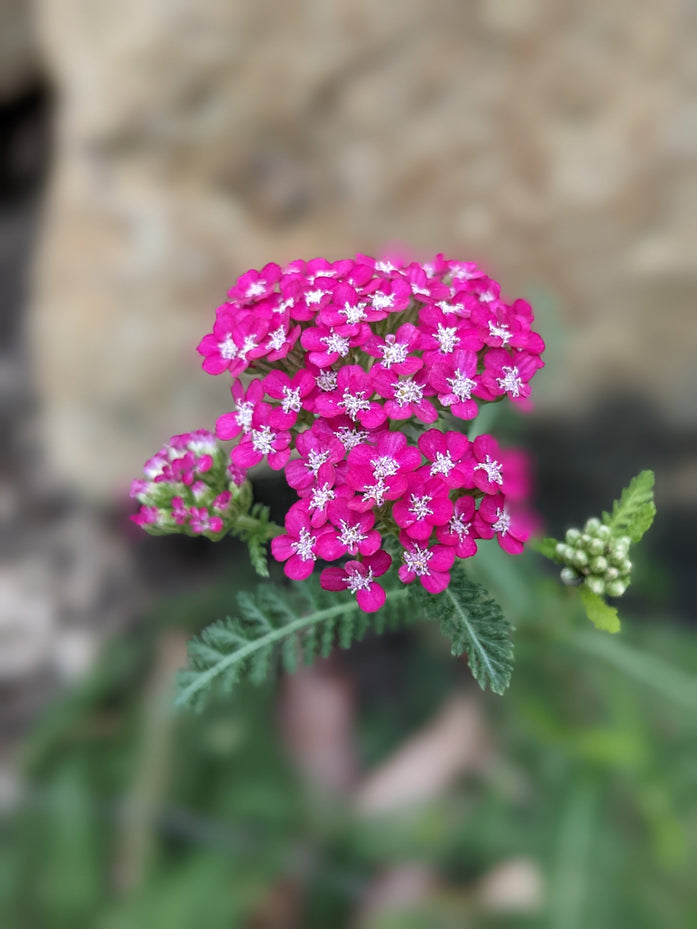 Organic Red Yarrow | Achillea millefolium Plant - Mudbrick Herb Cottage