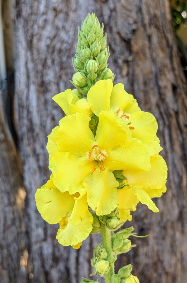 Organic Mullein (Verbascum thapsus) Seedlings – Mudbrick Herb Cottage