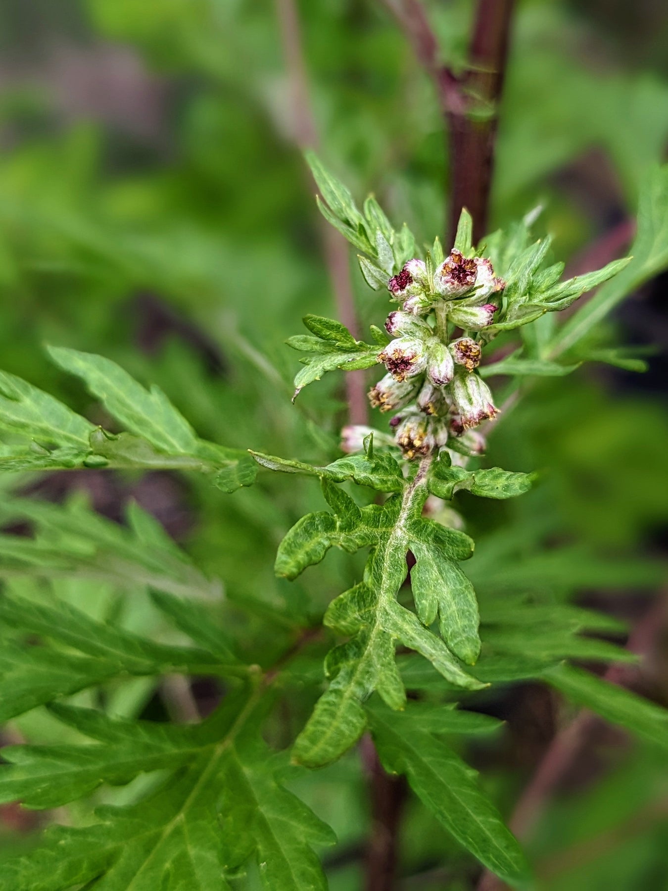 Mugwort Plant | Artemisia vulgaris - Mudbrick Herb Cottage