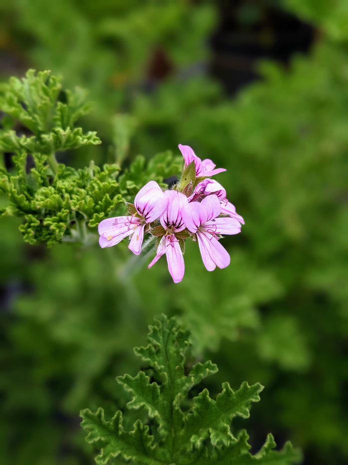 Organic Scented Geranium Rose Plant - Mudbrick Herb Cottage