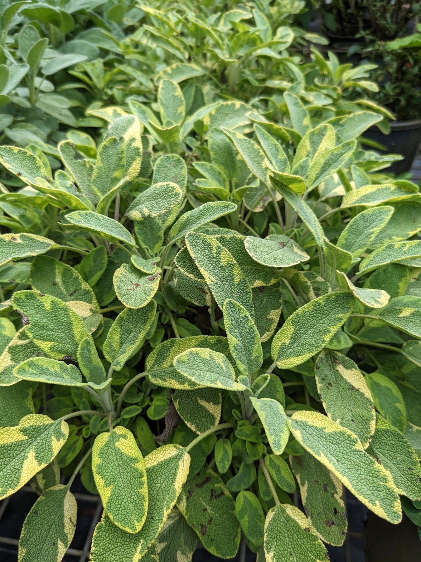 Organic Golden Sage | Salvia officinalis 'Icterina' Plant - Mudbrick ...