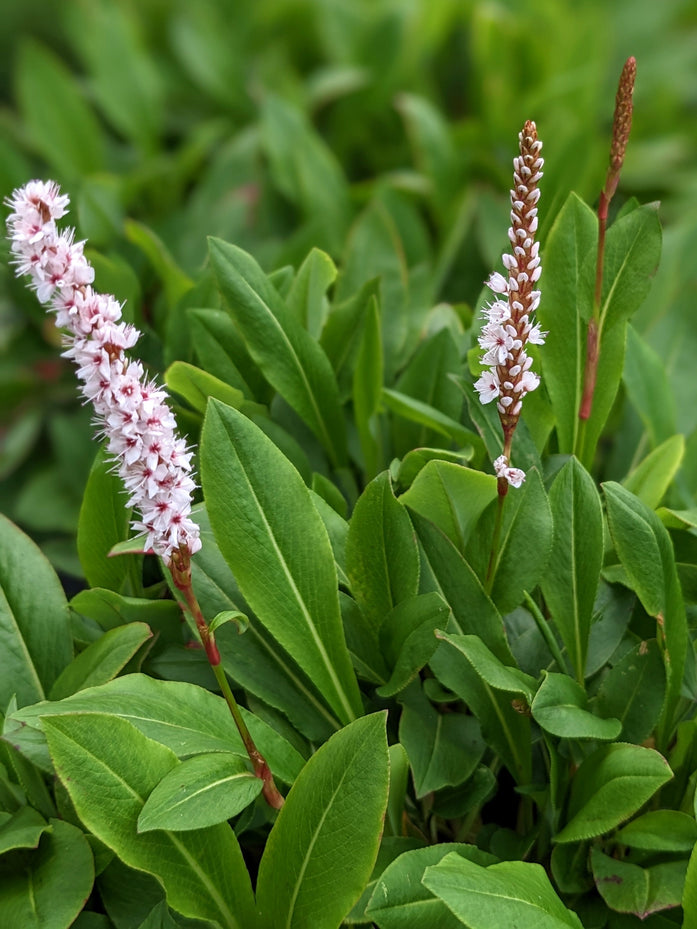 Organic Bistort Plant - Mudbrick Herb Cottage