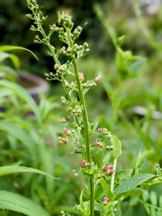 Organic Figwort Plant - Mudbrick Herb Cottage