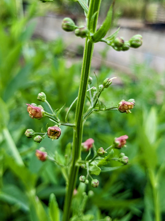 Organic Figwort Plant - Mudbrick Herb Cottage
