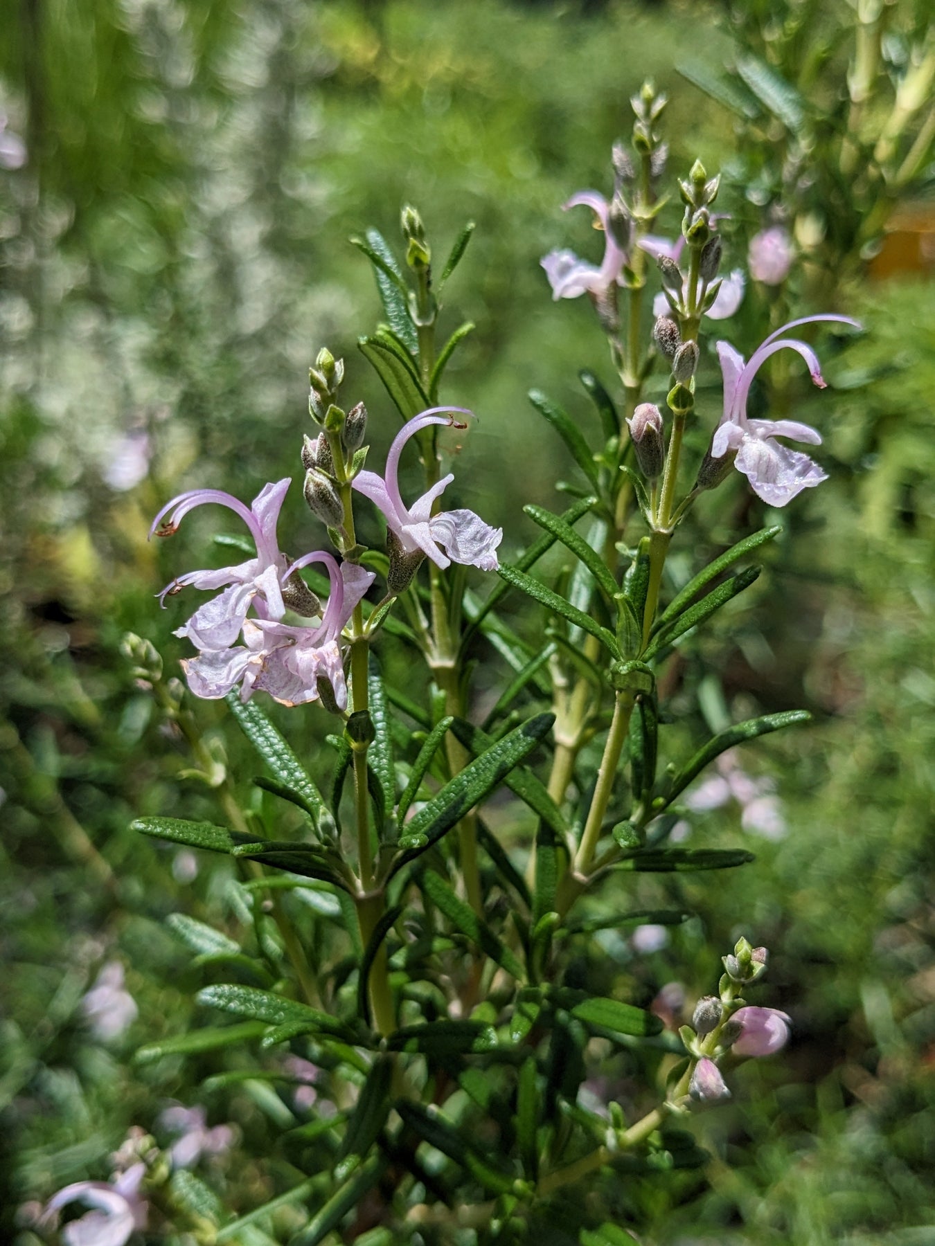 Organic Majorca Pink Rosemary Plant - Mudbrick Herb Cottage