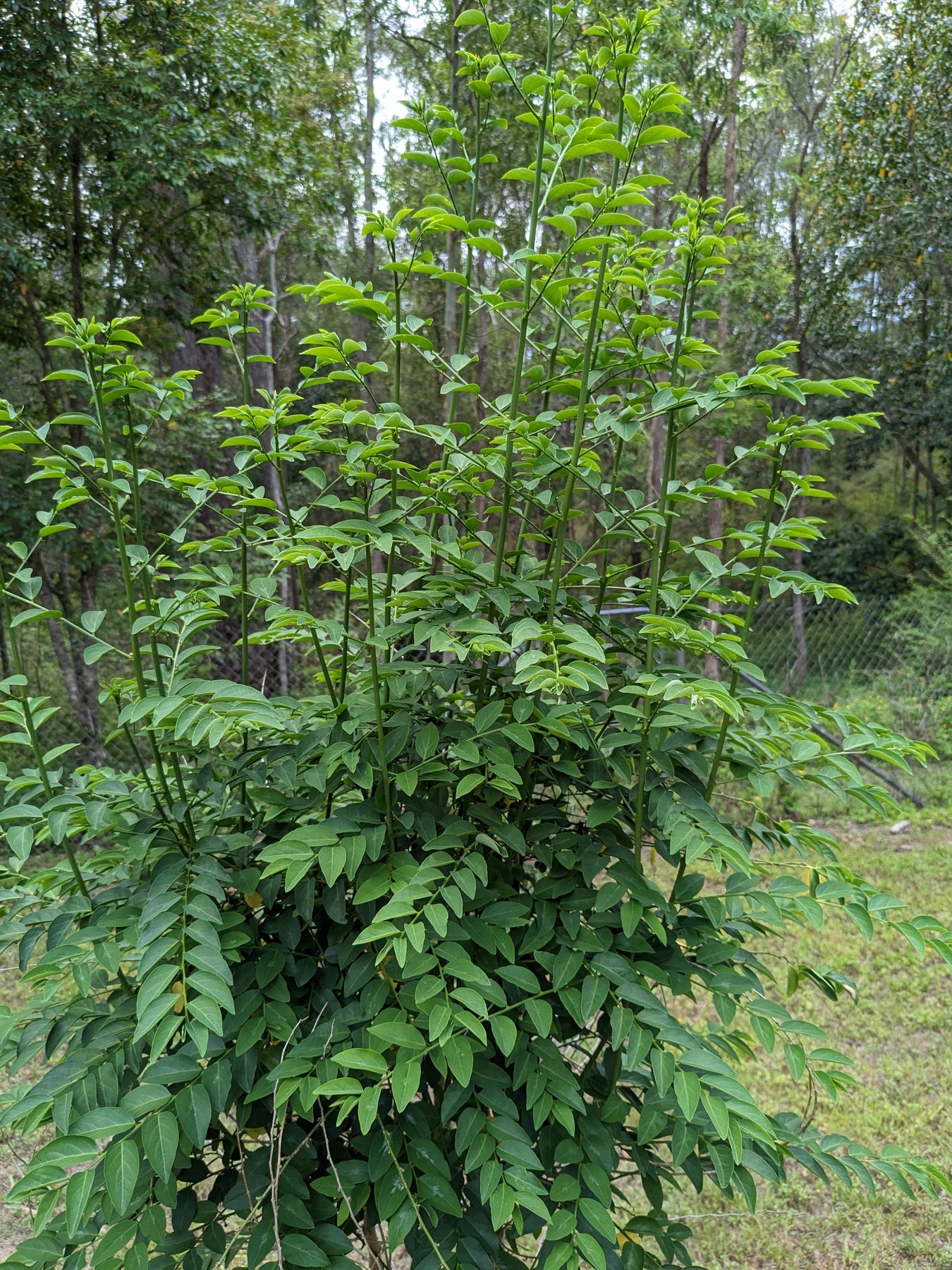 Organic Sweet Leaf | Sauropus androgynus Plant - Mudbrick Herb Cottage