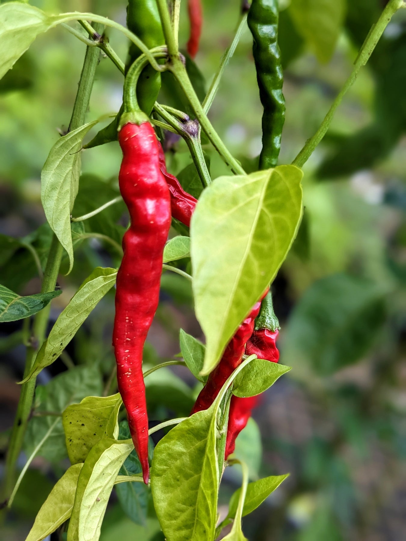 Organic Chilli Cayenne Plant - Mudbrick Herb Cottage