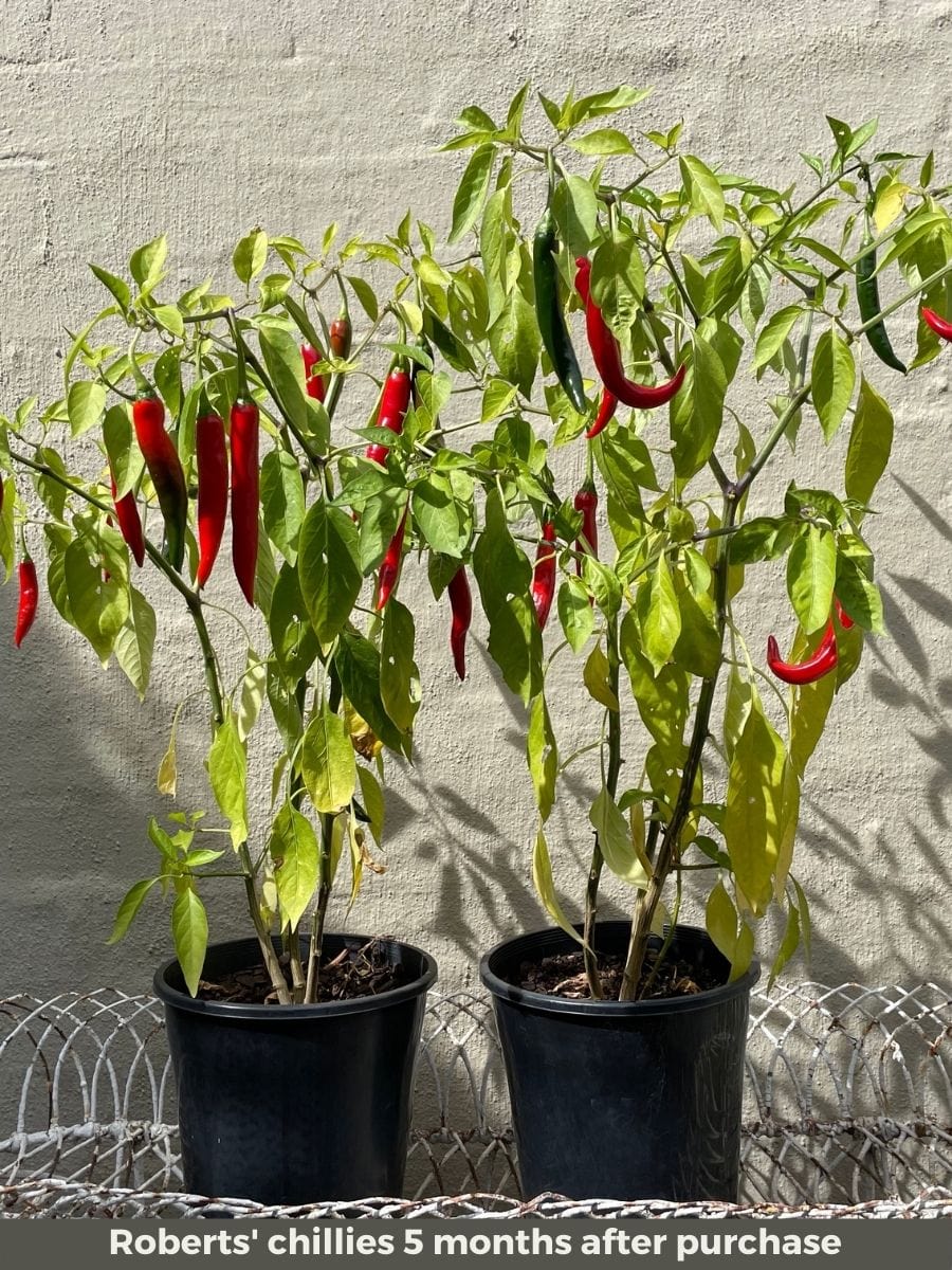Chilli Long Red – Mudbrick Herb Cottage