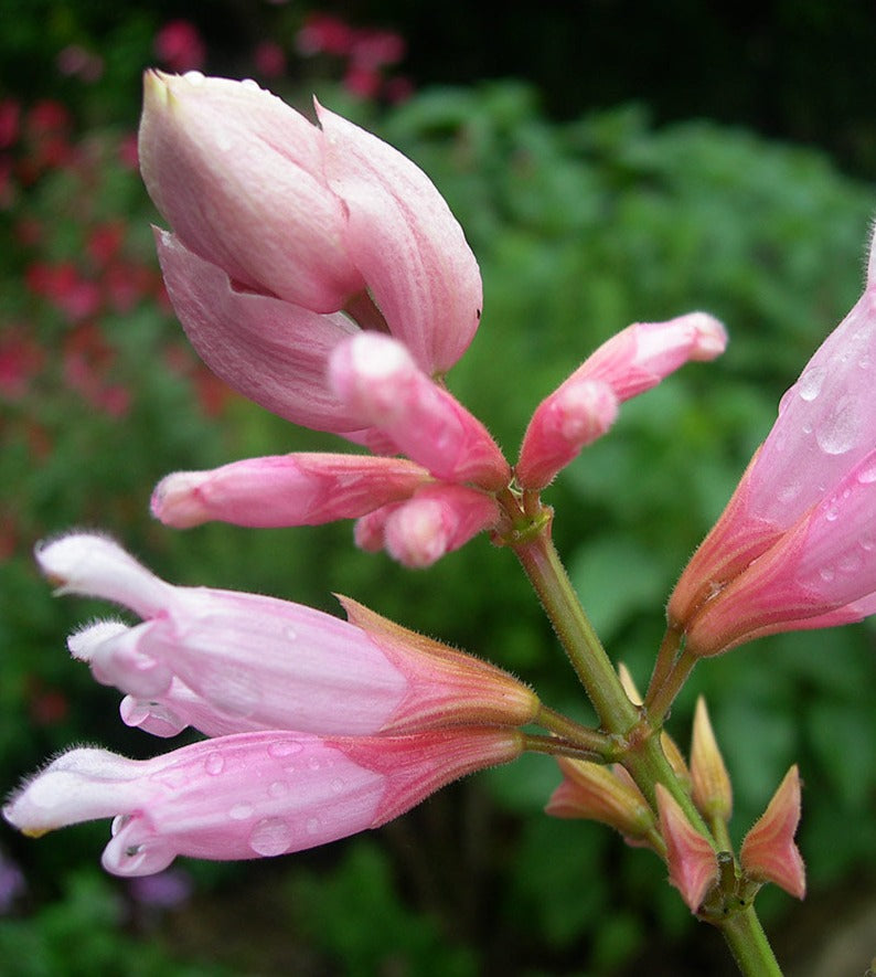 Organic Salvia involucrata 'Pink Icicles' Plant - Mudbrick Herb Cottage