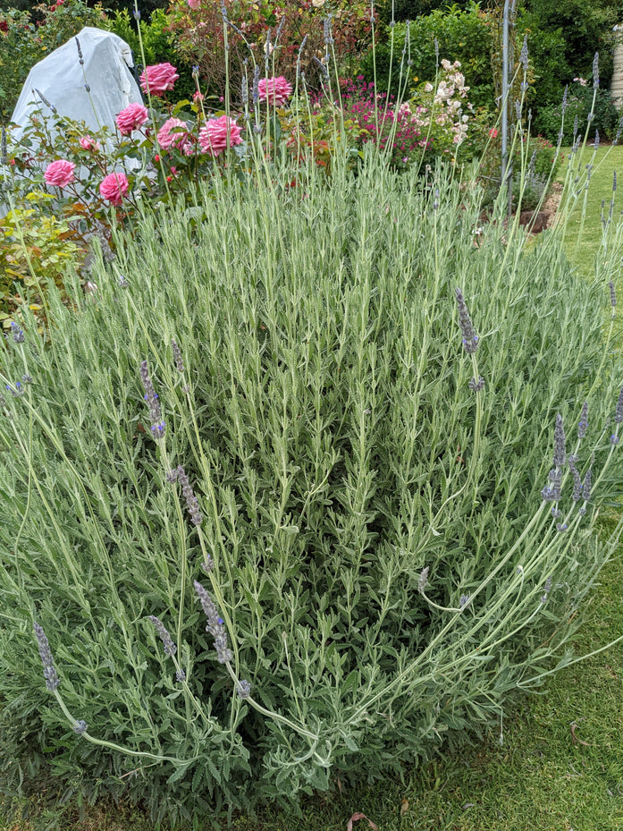 Organic Allardii Lavender | Lavandula 'Allardii' Plant - Mudbrick Herb ...
