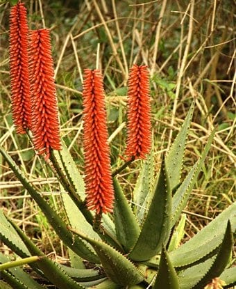 Organic Aloe Ferox Plant – Mudbrick Herb Cottage