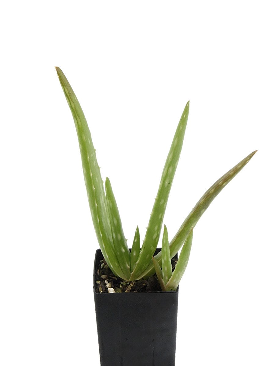 Organic Aloe Perryi Plant – Mudbrick Herb Cottage