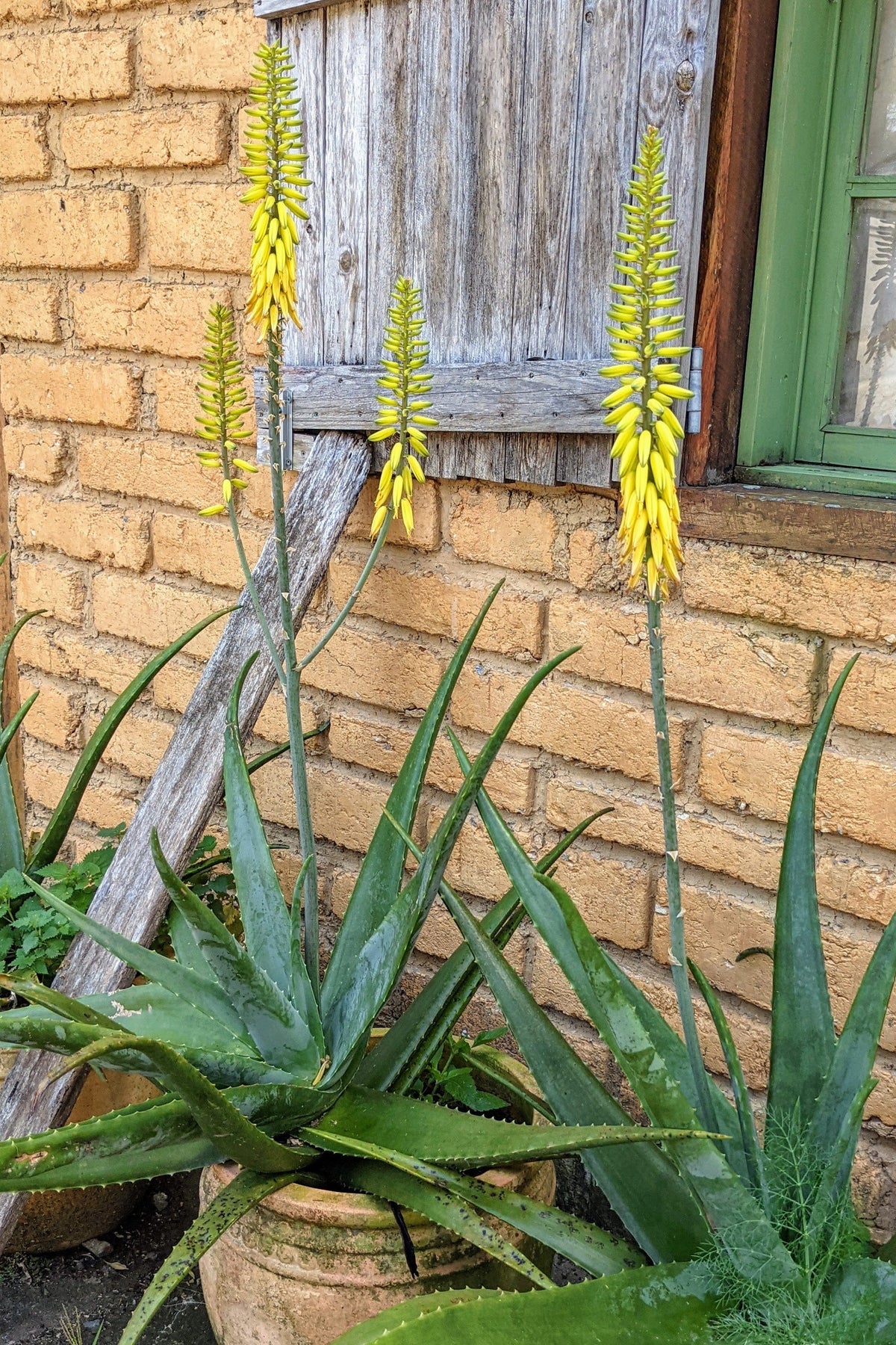 Organic Aloe barbadensis Plant - Mudbrick Herb Cottage