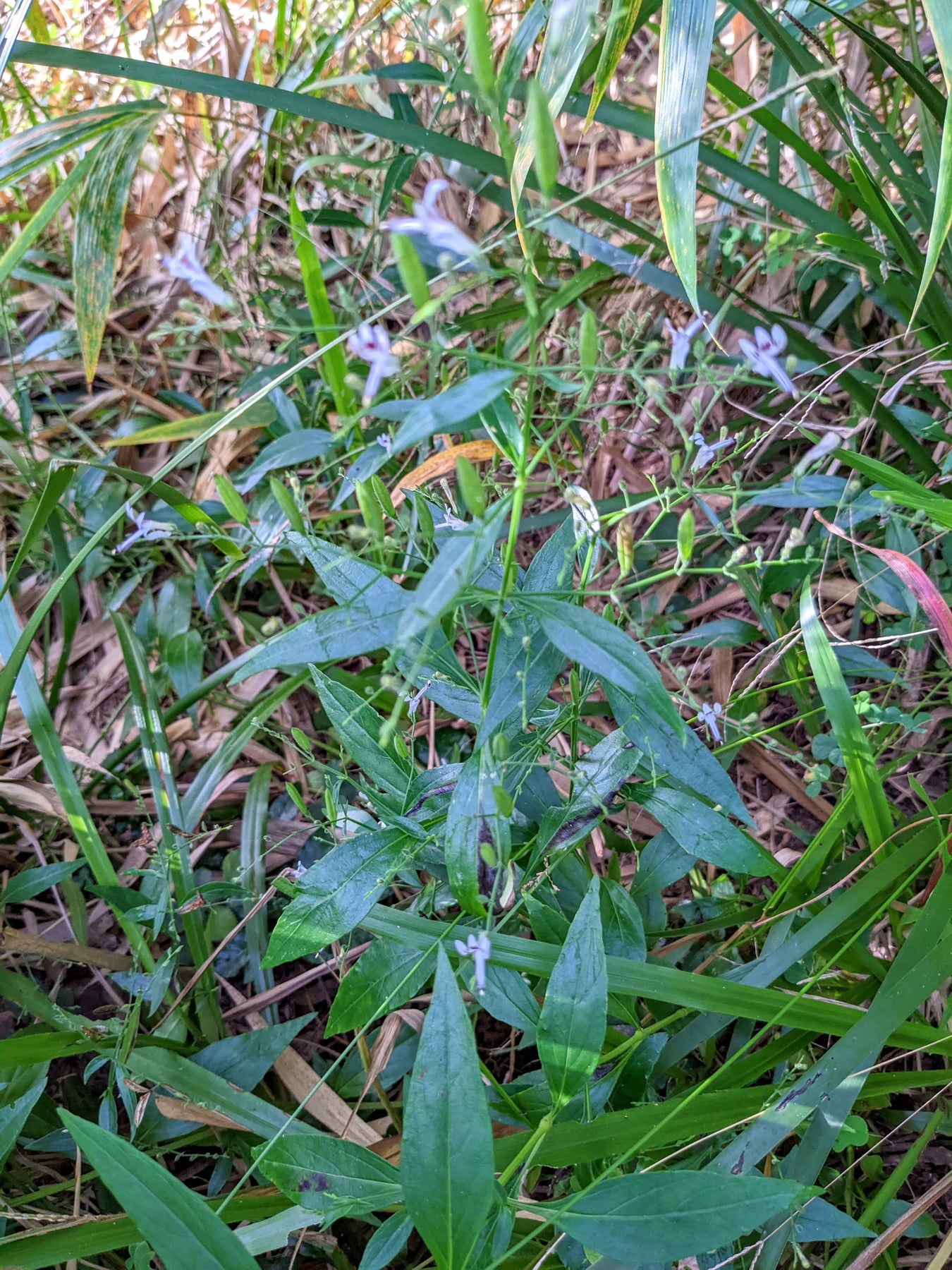 Organic Andrographis | Andrographis paniculata Plant – Mudbrick Herb ...