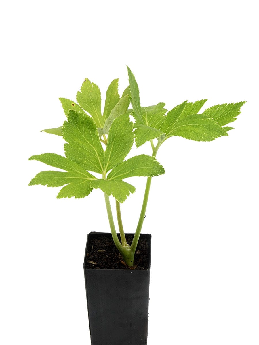 Ashitaba | Angelica keiskei koidzumi Plant – Mudbrick Herb Cottage