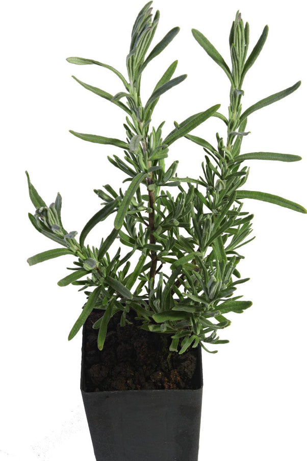 Organic Avonview Lavender | Lavandula stoechas 'Avonview' Plant ...