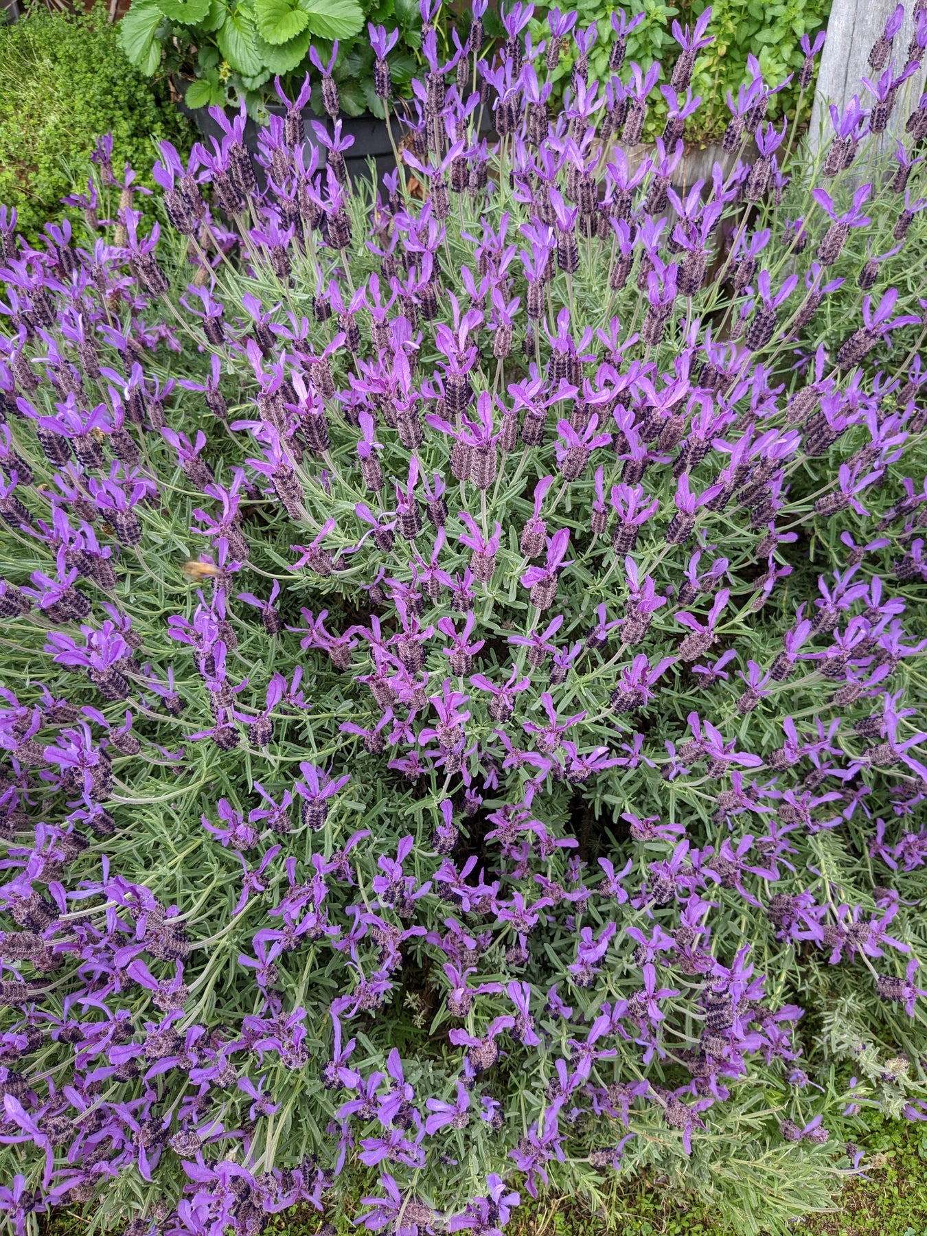 Organic Avonview Lavender | Lavandula stoechas 'Avonview' Plant ...