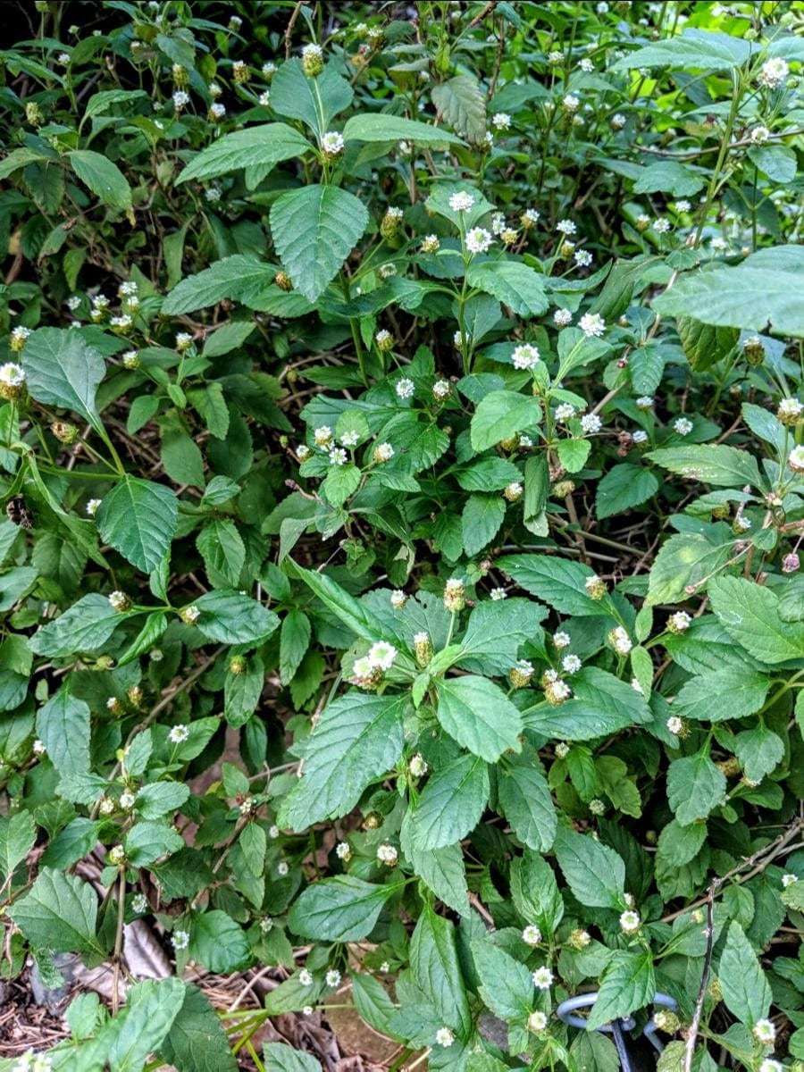 Organic Aztec Sweet Herb | Phyla scaberrima Plant - Mudbrick Herb Cottage