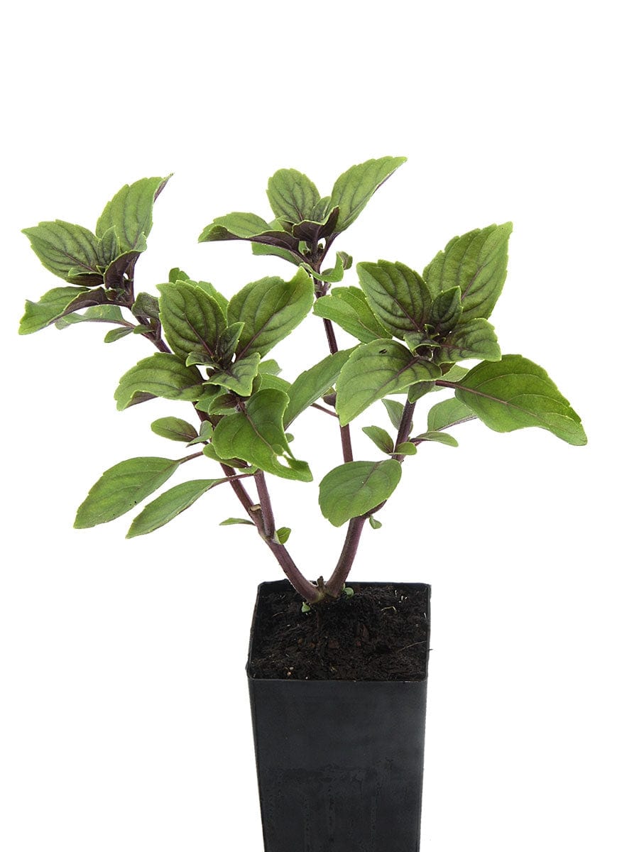 Organic African Blue Basil Plant - Mudbrick Herb Cottage