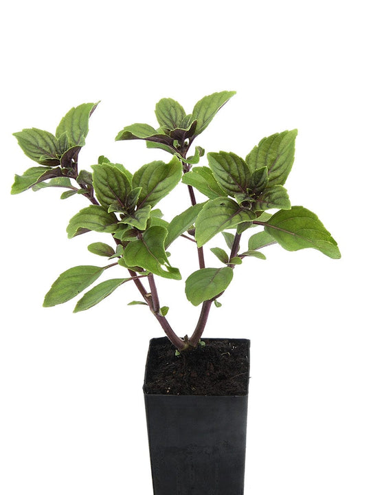 Organic African Blue Basil Plant - Mudbrick Herb Cottage