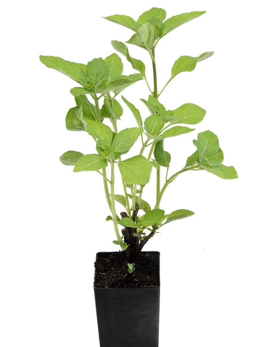 Organic Camphor Basil | Ocimum kilimanscharicum Plant - Mudbrick Herb ...