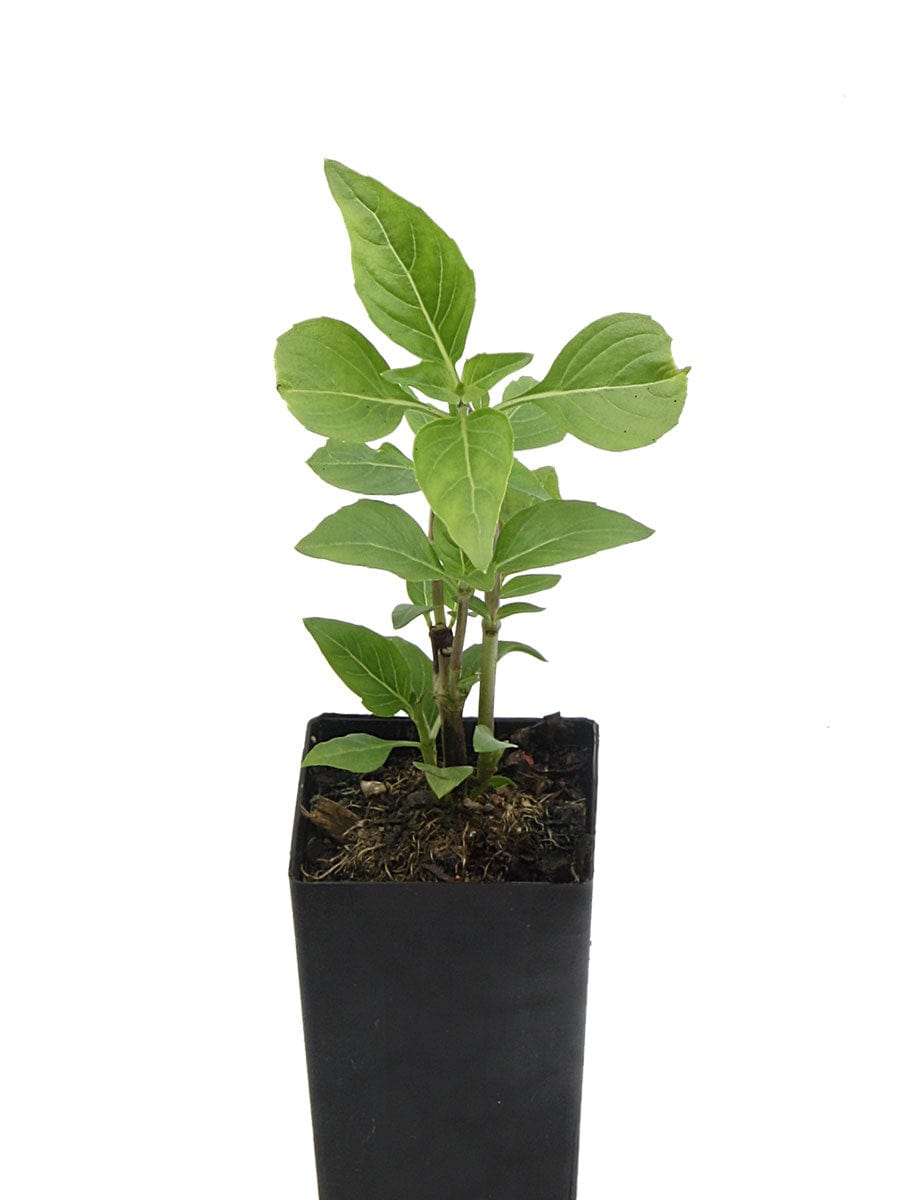 Organic Greek Basil | Buy Ocimum sp. Plant - Mudbrick Herb Cottage