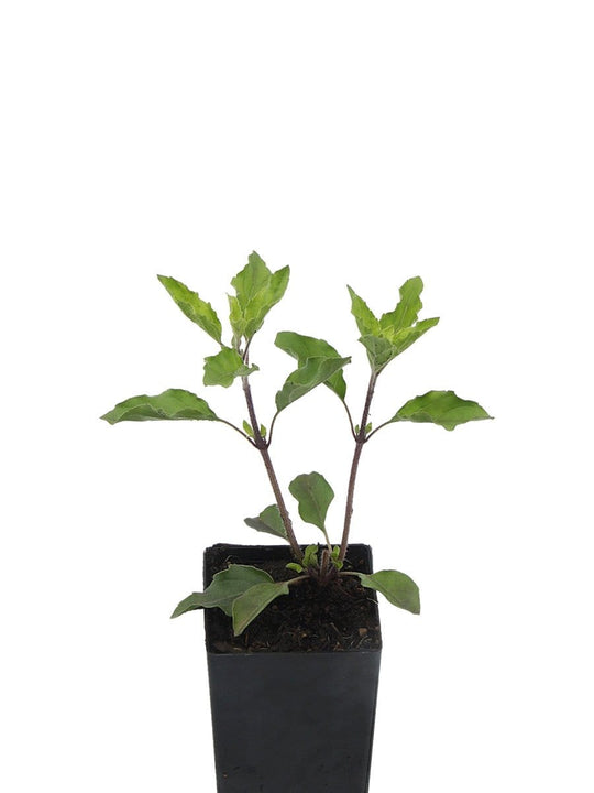 Organic Tulsi Krishna Basil | Ocimum tenuiflorum Plant - Buy Online ...
