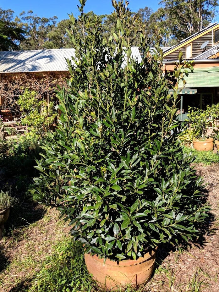 Bay Leaf Tree | Laurus nobilis - Mudbrick Herb Cottage