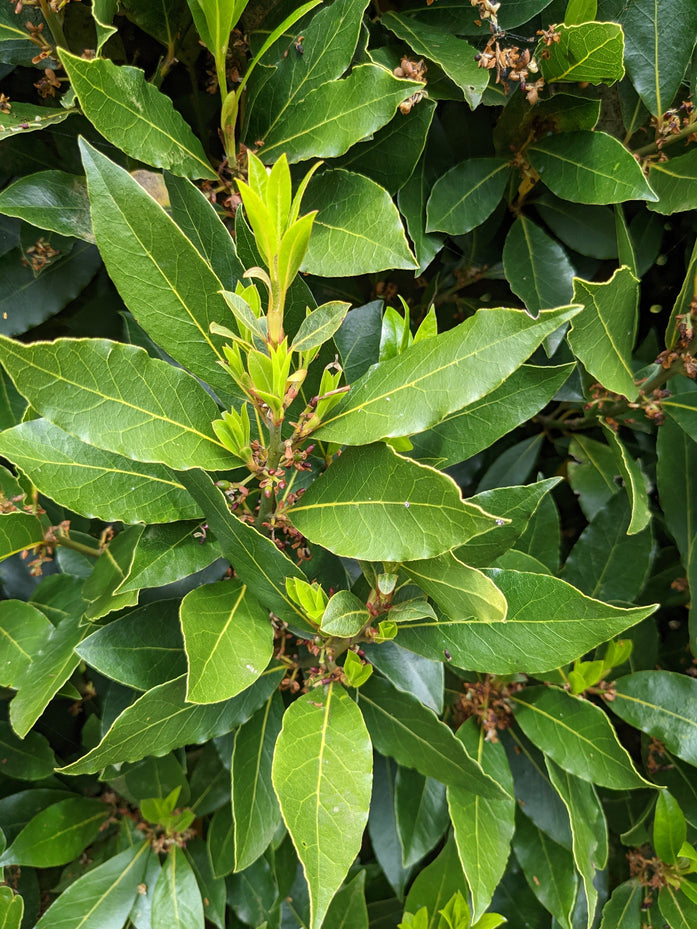 Bay Leaf Tree | Laurus nobilis - Mudbrick Herb Cottage