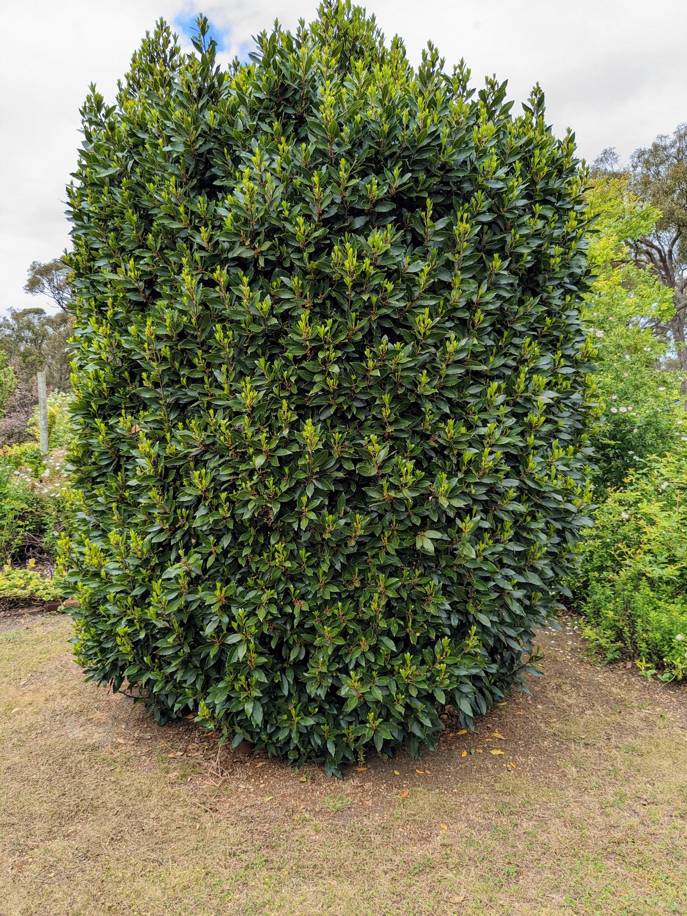 Bay Leaf Tree | Laurus nobilis - Mudbrick Herb Cottage