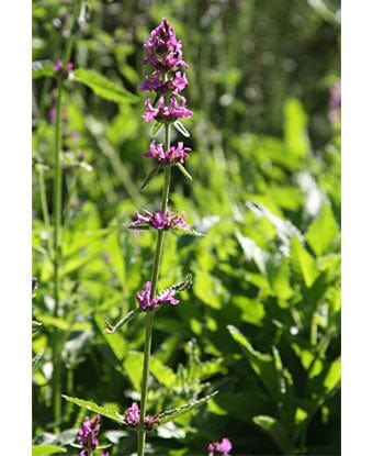 Organic Betony | Stachys officinalis Plant - Mudbrick Herb Cottage