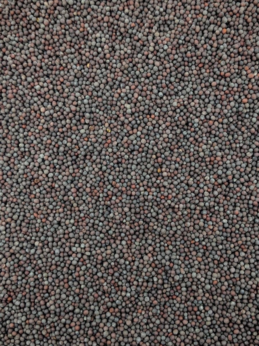 Organic Black Mustard | 50g, 200g, 500g - Mudbrick Herb Cottage