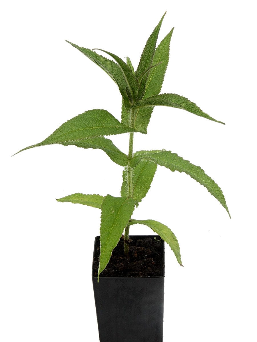 Organic Boneset | Eupatorium perfoliatum Plant - Mudbrick Herb Cottage