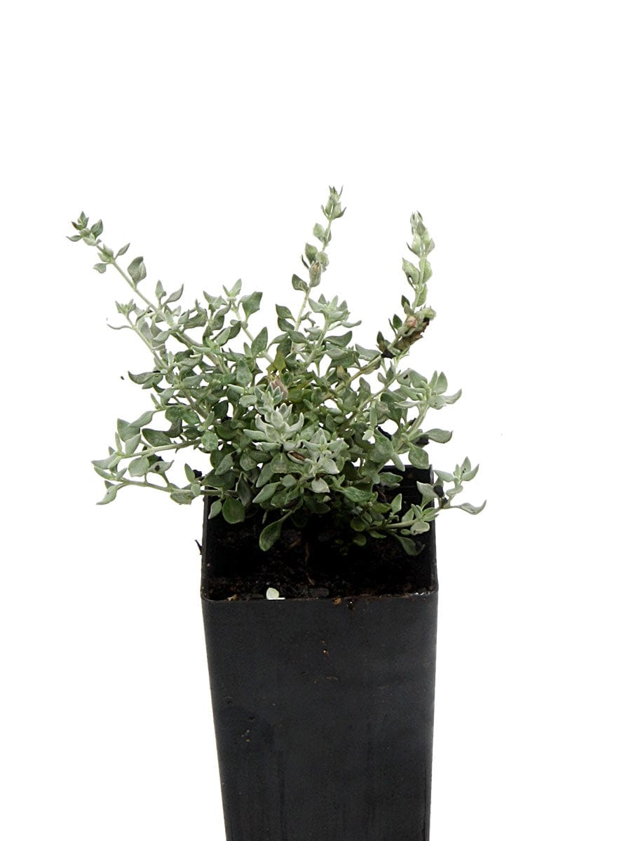 Organic Cat Thyme | Teucrium marum Plant - Mudbrick Herb Cottage