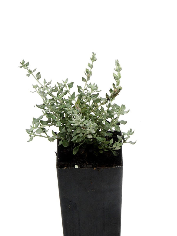 Organic Cat Thyme | Teucrium marum Plant - Mudbrick Herb Cottage