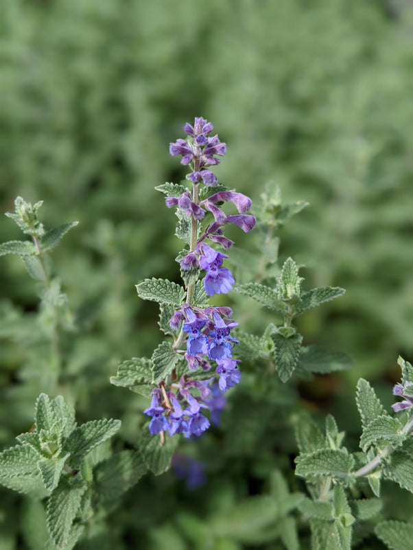 Organic Catmint Walker's Blue | Nepeta x faassenii 'Walkers Blue' Plant ...
