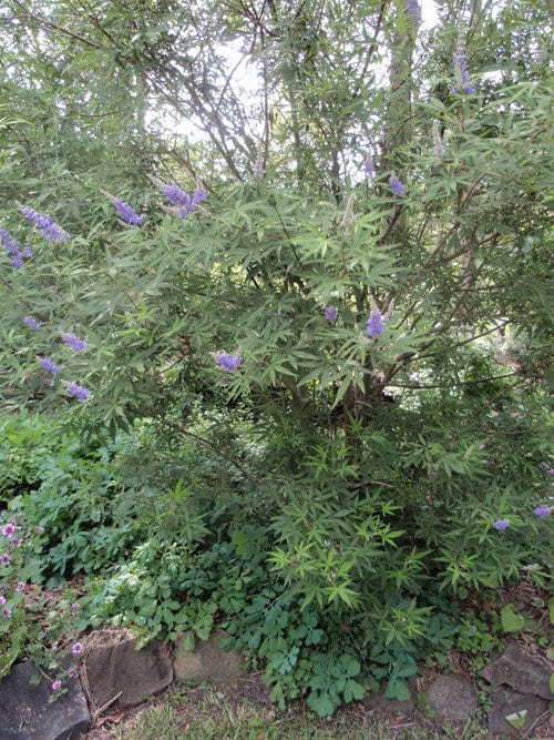Organic Chaste Tree | Vitex agnus-castus Plant - Mudbrick Herb Cottage
